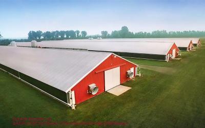 China Prefab Steel Structure Poultry Chicken House for 10000 Birds Custom Size for sale