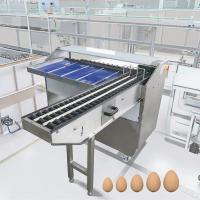 China Industrial Stainless Steel Egg Grading Machine 5 Level 5500 pcs/h Weight Sorting Conveyor for sale