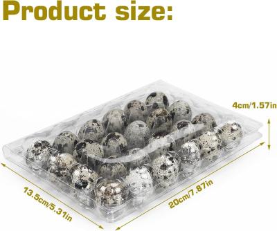 China Clear Plastic Quail Egg Carton 24 Count Reusable PET Egg Tray 285x565mm for Storage and Transport for sale
