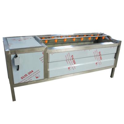 China 500kg/h Cassava Peeling and Washing Machine Potato Cleaning Peeler Onion Carrot for sale