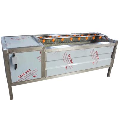 China 304 Stainless Steel Brush Roller Potato Washer Peeler 1200kg/H Capacity for sale