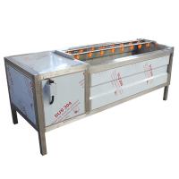 China 1200kg/h Brush Industrial Potato Peeler Fruit Vegetable Peeling Machine 304 Stainless Steel for sale