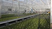 China Greenhouse Aluminium Profile with Ten and High Precision Punching Processing Service for sale