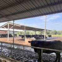 China Prefabricated Steel Structure Cattle Shed for Dairy Farm for sale