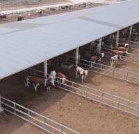 China Galvanized Prefab Steel Structure Dairy Cattle Shed for sale