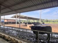 China Galvanized Steel Cow Shed For Dairy Beef Cattle 20+ Years Lifespan Livestock Housing Solution Provider Intergrated With Feeding Equipment Off Grid Solar Power Panel for sale