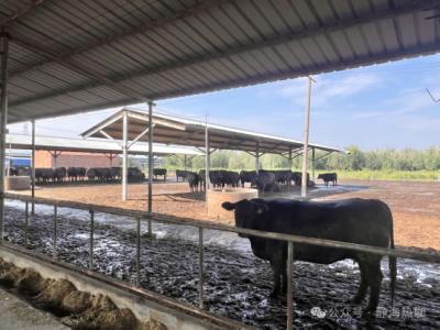 China Galvanized Steel Cow Shed For Dairy Beef Cattle 20+ Years Lifespan Livestock Housing Solution Provider Intergrated With Feeding Equipment Off Grid Solar Power Panel for sale