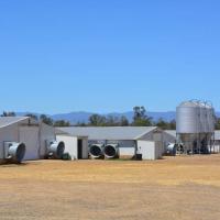 China 50 Year Steel Poultry House For Broiler Layer Farms With Insulated Panels Livestock Housing Solution for sale