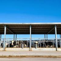 China Galvanized Prefab Steel Structure Dairy Cattle Shed for sale
