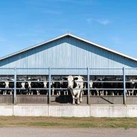 China Galvanized Prefab Steel Structure Dairy Cattle Shed for sale