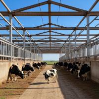China Prefabricated Buildings Poultry House Steel Structure Poultry Farm House Steel Building Frame for Cow Shed for sale