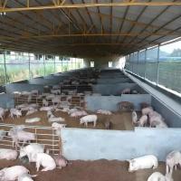 China Prefabricated Buildings Poultry House Steel Structure Poultry Farm House Steel Building Frame for Cow Shed for sale