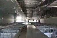 China Prefabricated Buildings Poultry House Steel Structure Poultry Farm House Steel Building Frame for Cow Shed for sale