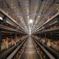 China Customizable Dimensions High Strength Steel Frame Fast Installation Prefabricated Steel Structure Poultry House for Broiler Farming for sale