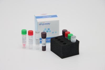 China Treponema Pallidum TP Virus Fluorescent RT PCR Detection Kit 20uL CE for sale