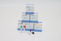 China ISO9001 Fast Helicobacter Pylori Virus RT PCR Test Kit High Accuracy for sale