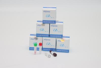 China ISO9001 Fast Helicobacter Pylori Virus RT PCR Test Kit High Accuracy for sale