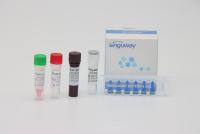 China Real Time PCR Diagnostic Kit for Leukemia BCR-ABL Fusion Gene Typing 50 Tests for sale