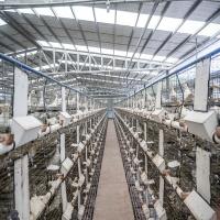 China Q235B Q355B ASTM A36 Prefab Poultry House Farm Modern Structures Good Insulation for sale