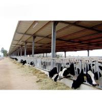 China Prefabricated Light Cow Shed Buildings Construction Q235B Q355B ASTM A36 for sale
