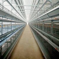 China Easy to Assemble Prefabricated Poultry House for Poultry Farming with Q355B Beams and 20lb Roof Load for sale