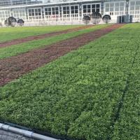 China HDPE Green Roof Trays 4 Units per Square for Planting Flowers and Vegetables for sale