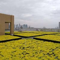 China HDPE Green Roof Trays 4 Units per Square for Planting Flowers and Vegetables for sale