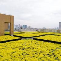 China Square Green Roof Tray 4 Units per Square for Roof Greening and Planting for sale