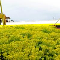 China Plastic Square Green Roof Tray System 4 Units per Square for Sustainable Planting for sale