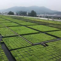 China Plastic Green Roof Rectangle Garden Tray 500x500mm 4 Unit Square Planter for Flower Pots for sale