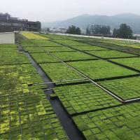 China Plastic Green Roof Rectangle Garden Tray 500x500mm 4 Unit Square Planter for Flower Pots for sale