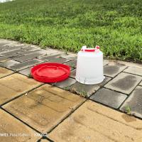 China Plastic Poultry Drinker Red For Improved Poultry Performance And Profitability Fresh Drinking Water for sale