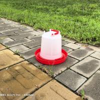 China Plastic Poultry Drinker Red For Improved Poultry Performance And Profitability Fresh Drinking Water for sale