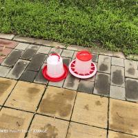China Automatic Labor Saving Plastic Chicken Feeder Waterer 1L Capacity Pigeon Supplies for sale