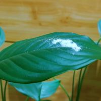 China Chelating Agent Slow Granule MKP Monopotassium Phosphate for sale