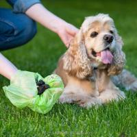 China Pet Disposal Bags 100% Biodegradable Certified Dog Waste Bag for Responsible Pet Owners for sale