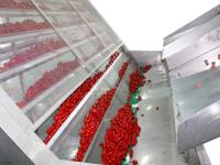 China Dehydration Automatic Mesh Belt Drying Machine 400kg/ H 1.1kw Color Retention for sale