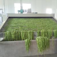 China 10 Tons Dried Vegetable Continuous Belt Dryer Beet Radish Drying Processing for sale