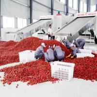 China SUS304 Mesh Belt Pulse Air Supply Chili Dryer Machine Industry Agricultural Products Dryer for sale