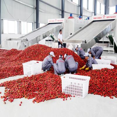 China SUS304 Mesh Belt Pulse Air Supply Chili Dryer Machine Industry Agricultural Products Dryer for sale