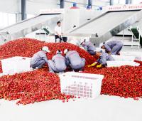 China SGS Fruit Red Jujube Goji Berry Continuous Belt Dryer Machine Large Capacity for sale