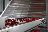 China SGS Fruit Red Jujube Goji Berry Continuous Belt Dryer Machine Large Capacity for sale