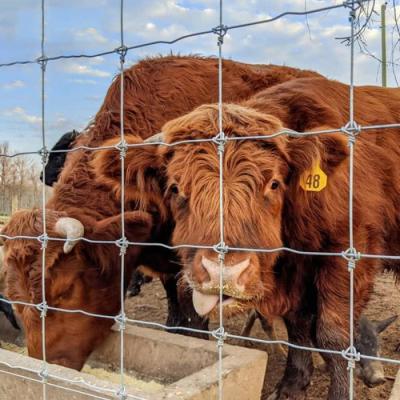 China High Tensile Galvanized Wire Mesh Farm Fence - Customizable Height Deer Exclusion Fence for Corrosion Resistant Wildlife Protection for sale
