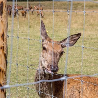 China Galvanized Farm Fence 1.8m Height Livestock Wire Fencing Easily Assembled for Ranch and Grassland for sale
