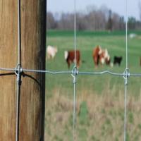 China 2.5mm Galvanized High-Tensile Steel Farm Fence with Graduated Mesh Design for Cattle and Ranch for sale