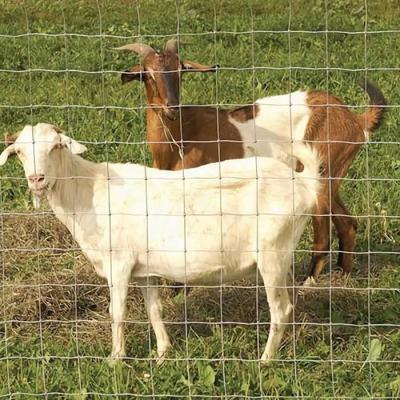 China 1.8m Height Galvanized Grassland Fence with Electro Galvanized Iron Wire and Monarch Knot Design for Cattle and Sheep for sale