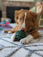 China Refillable Slow Feeder Dog Ball Rubber Dog Food Ball Toy Durable for sale