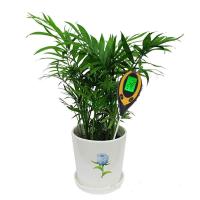 China Farming BGT's 4-in-1 Soil pH Moisture Temperature and Sunlight Meter 22mm x 63mm x 36mm for sale