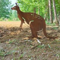 China Corten Steel Outdoor Metal Accessories With High Durability Opossum Shape for sale
