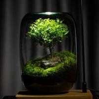 China Succulent Air Planter Fern Moss Moss Micro-Landscape Vase for Home Garden Office Tabletop Decoration Container for sale